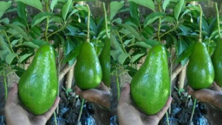 Kenali Beragam Spesies Alpukat yang Anda Sukai - AGRIKAN