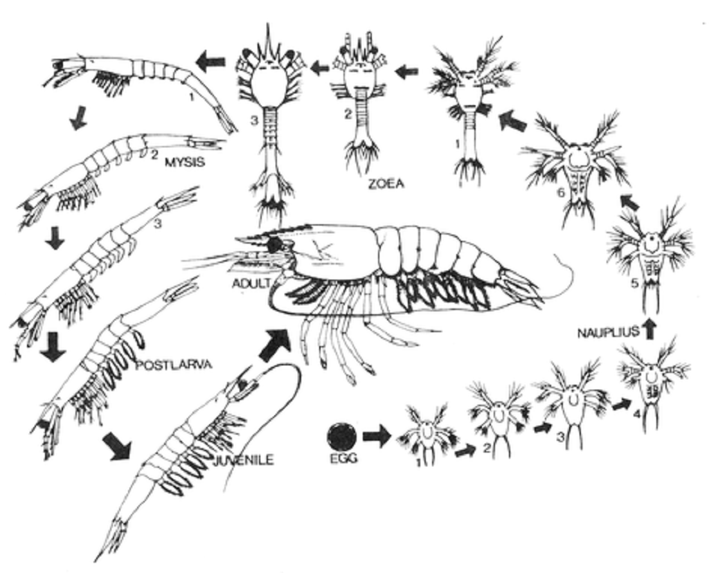 Siklus Hidup Udang Vaname - AGRIKAN