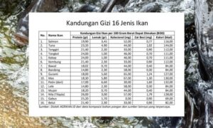 Ikan Mudah Didapat dan Harganya Terjangkau, Keren untuk Halau Stunting ...